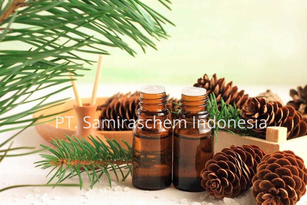 Apa itu Pine Oil? minyak esensial hasil ekstraksi dari pohon pinus.